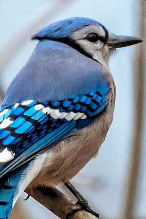 Lubrican's Blog on Bookapy